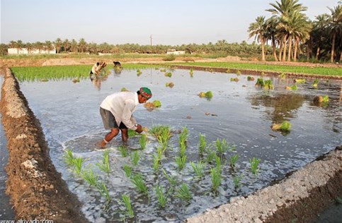 A Land Rich in Crops and History, an Exploration Trip to the Al Ahsa ...